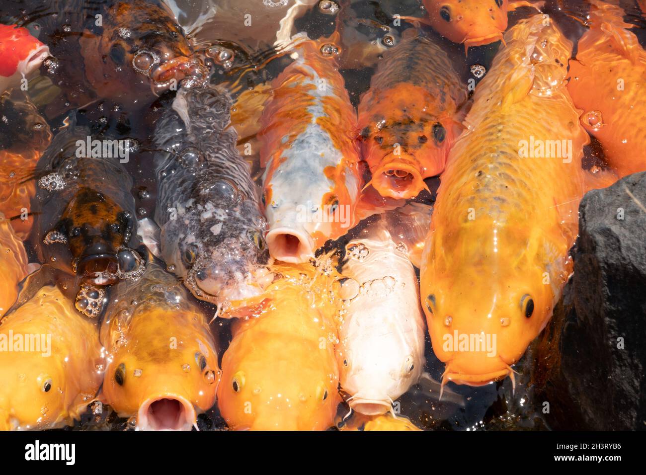 Beautiful koi fish feeding hi-res stock photography and images - Alamy