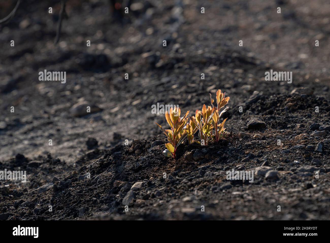 Ash tree sprout hi-res stock photography and images - Alamy