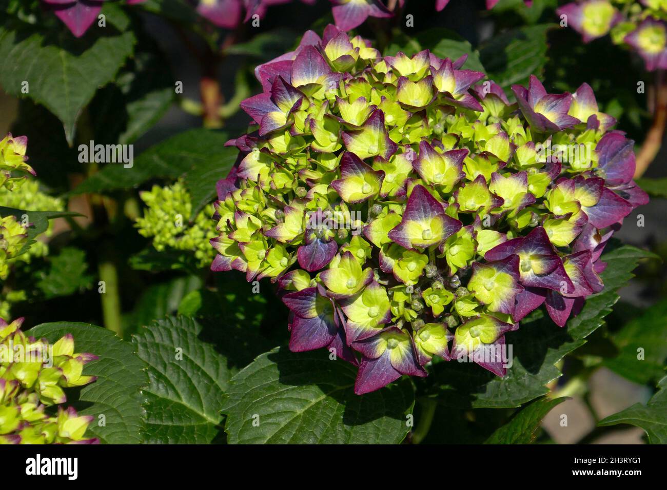 Hydrangeaceae family hi-res stock photography and images - Alamy