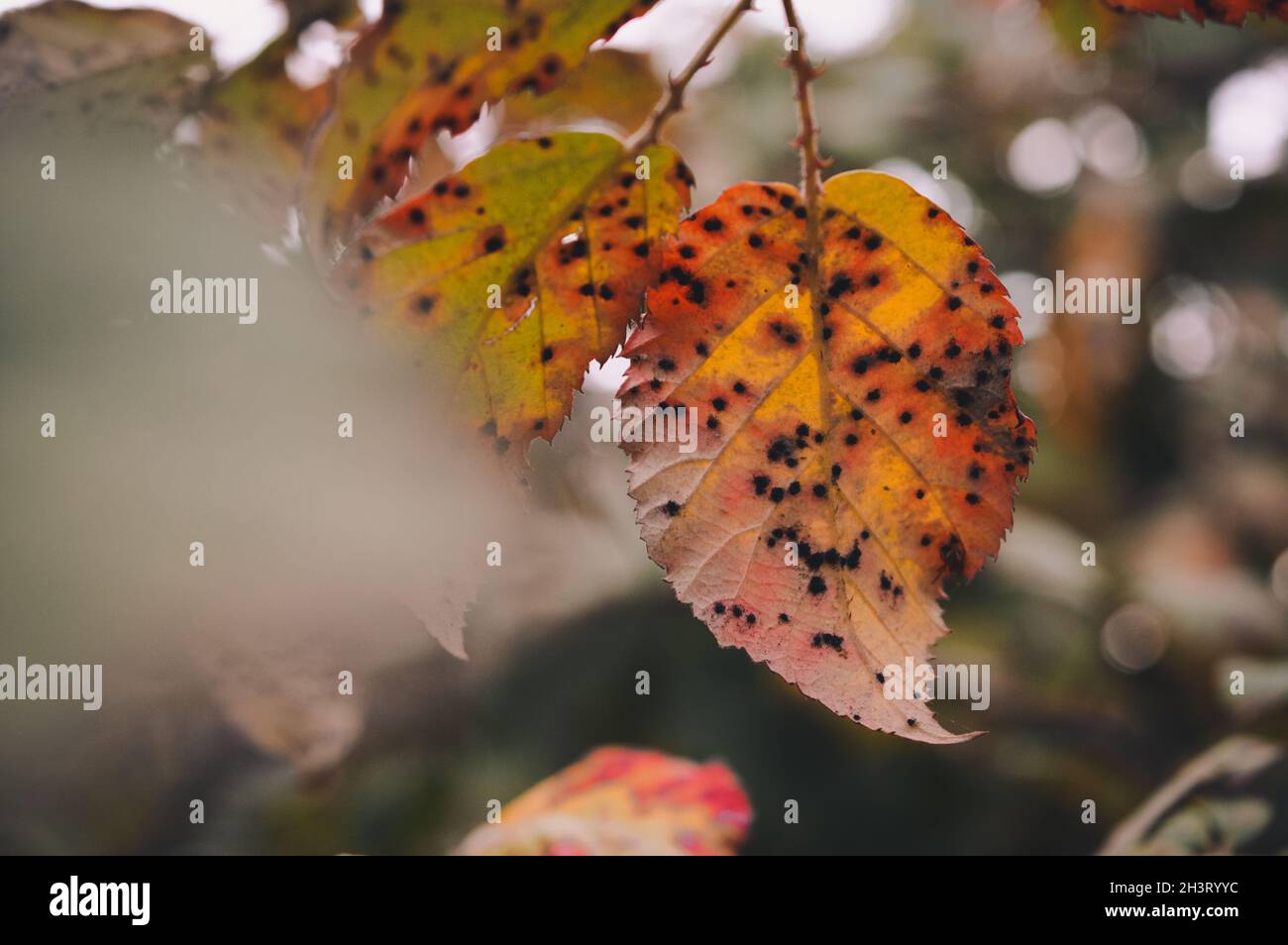 Closeup on dotted orange tree leaves during autumn with trees in the ...