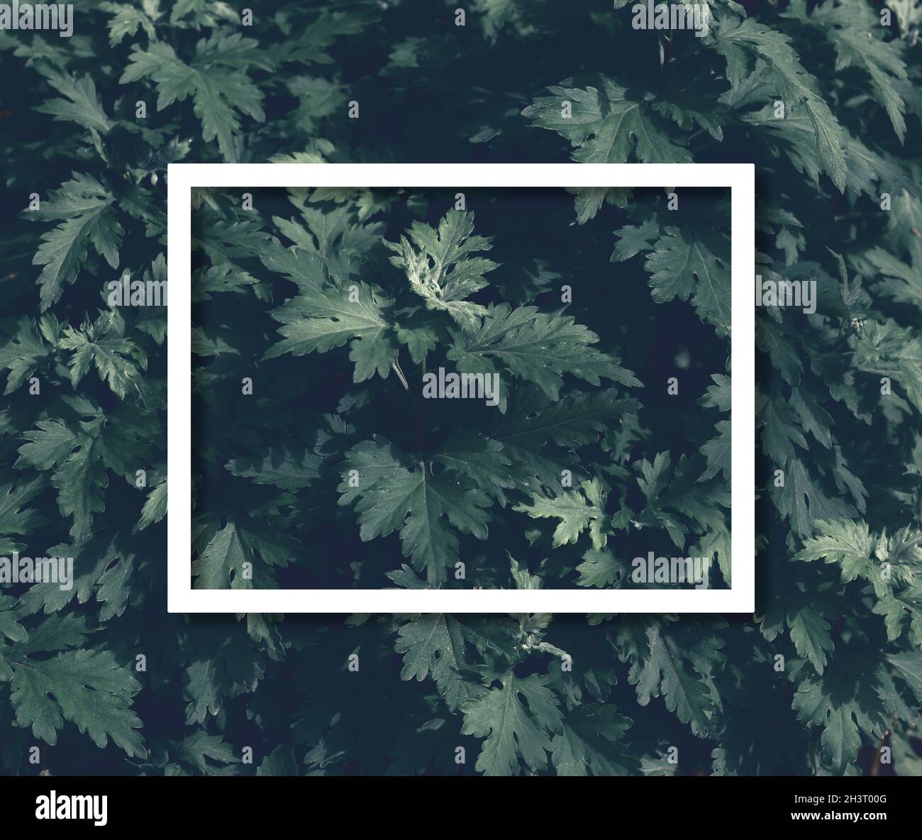 Bush frame hi-res stock photography and images - Alamy