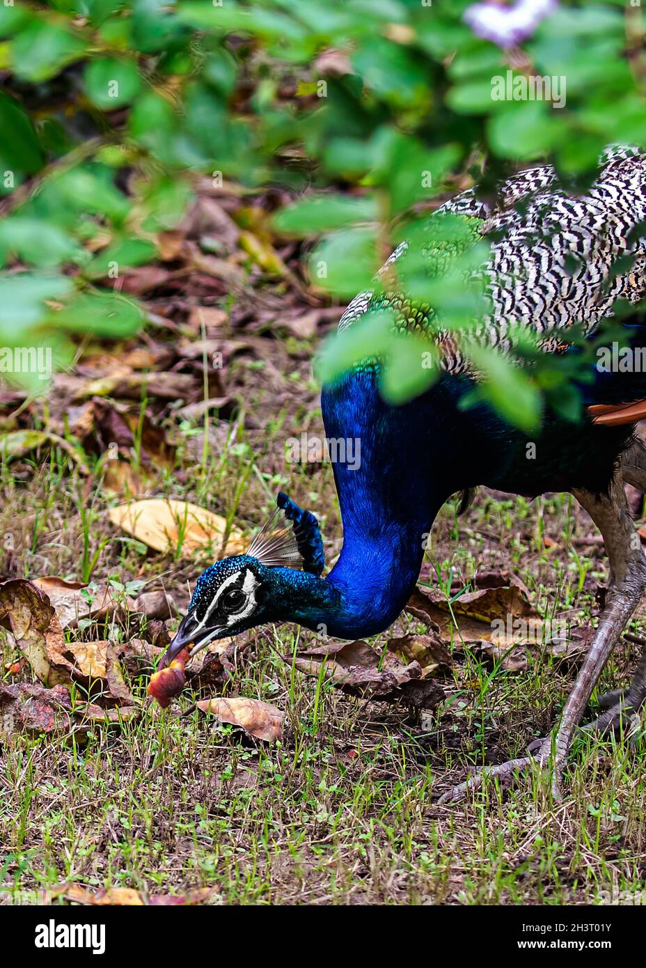 Beautiful male peacock eating food in the field Stock Photo - Alamy