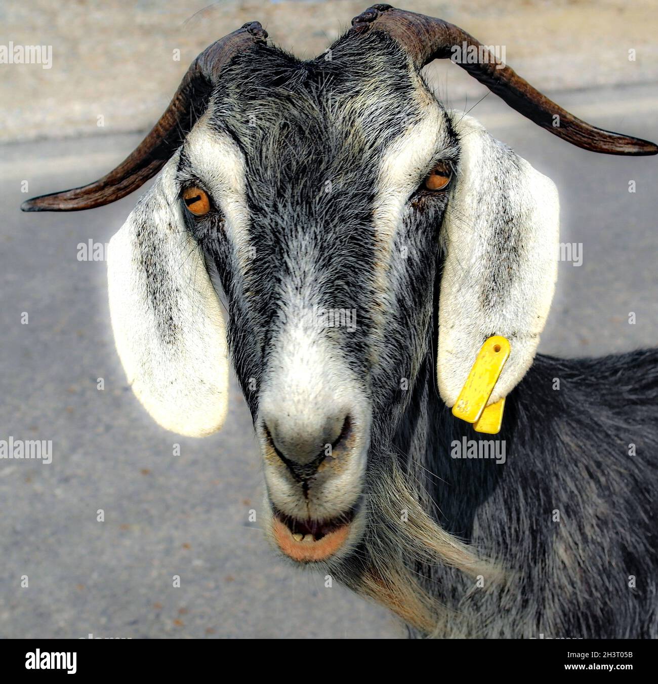 Anglo nubian goat animal livestock hi-res stock photography and images ...