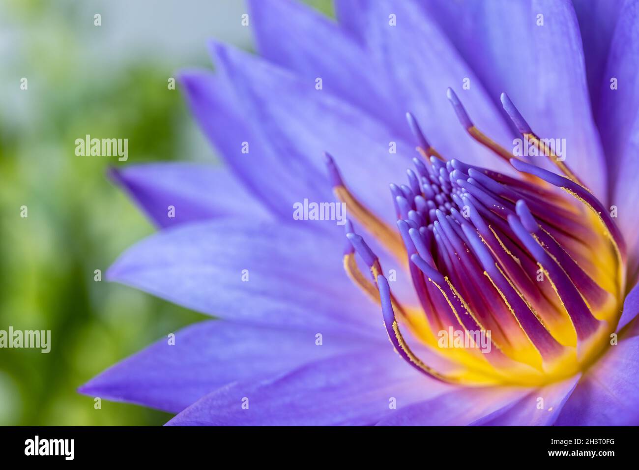 Water lily closeup Stock Photo - Alamy