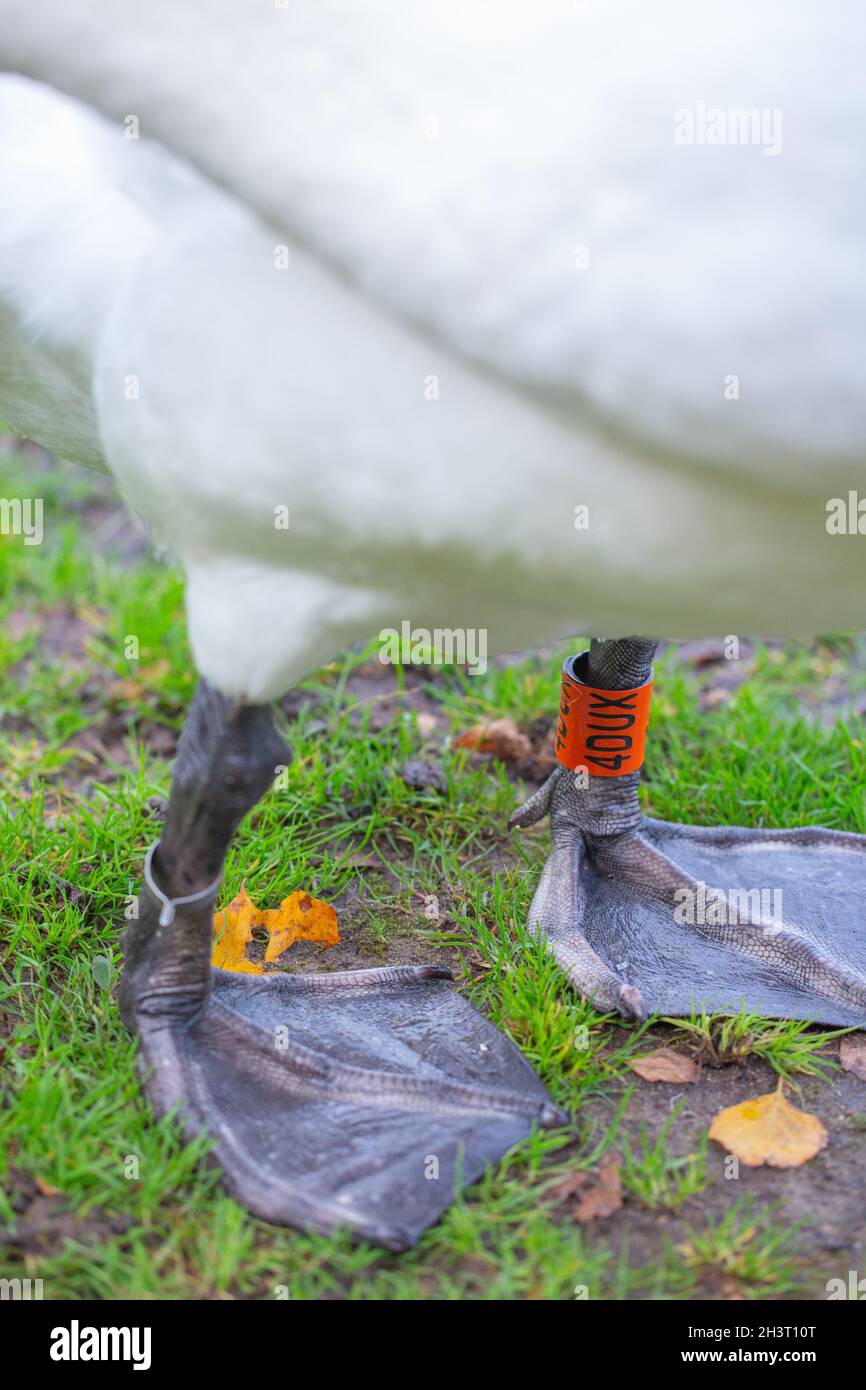 Mute swan identification hi-res stock photography and images - Alamy