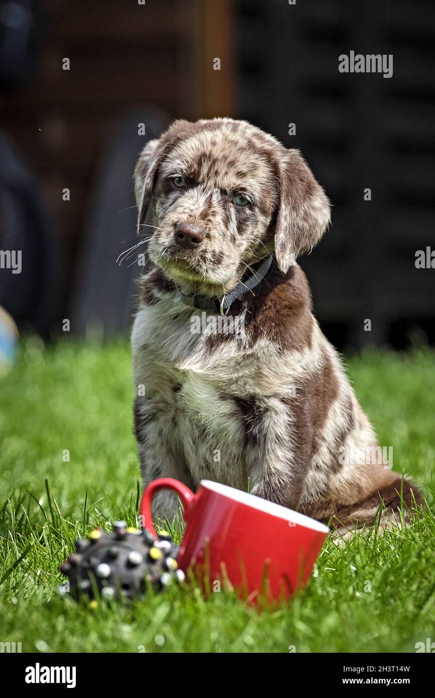 Spotted labrador retriever puppy hi-res stock photography and images ...