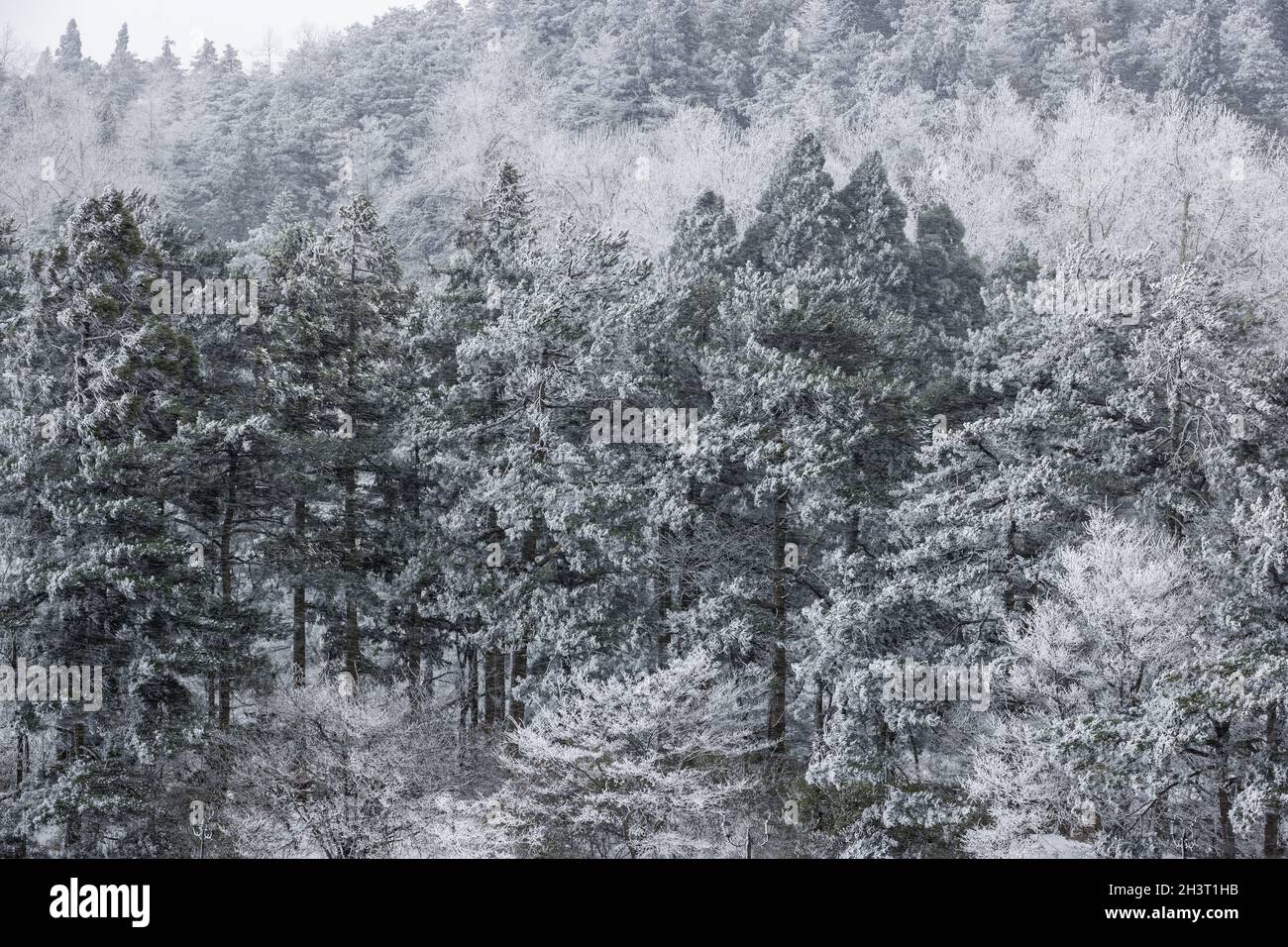 Landscape forest trees wind hi-res stock photography and images - Alamy