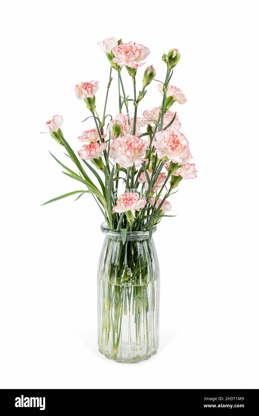 Beautiful carnation in glass vase isolated on white Stock Photo - Alamy