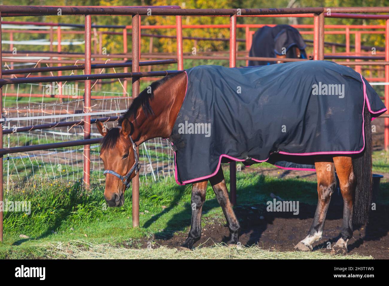 Different horse stables hi-res stock photography and images - Alamy