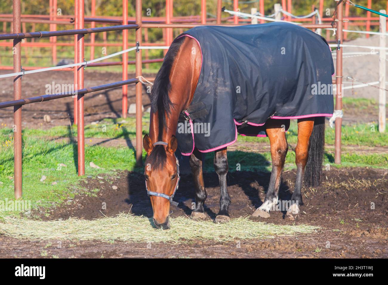 Different horse stables hi-res stock photography and images - Alamy