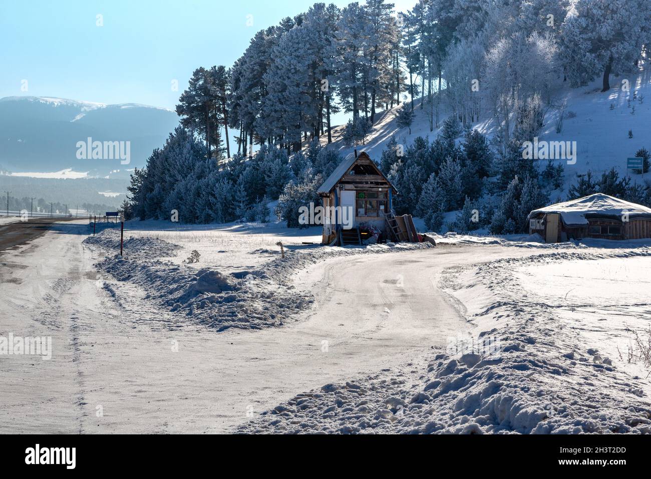 Frozen pine trees after frost in Sarıkamış forests, famous for its ...