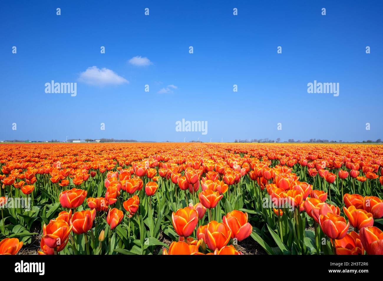 Tulip field agriculture farming hi-res stock photography and images - Alamy