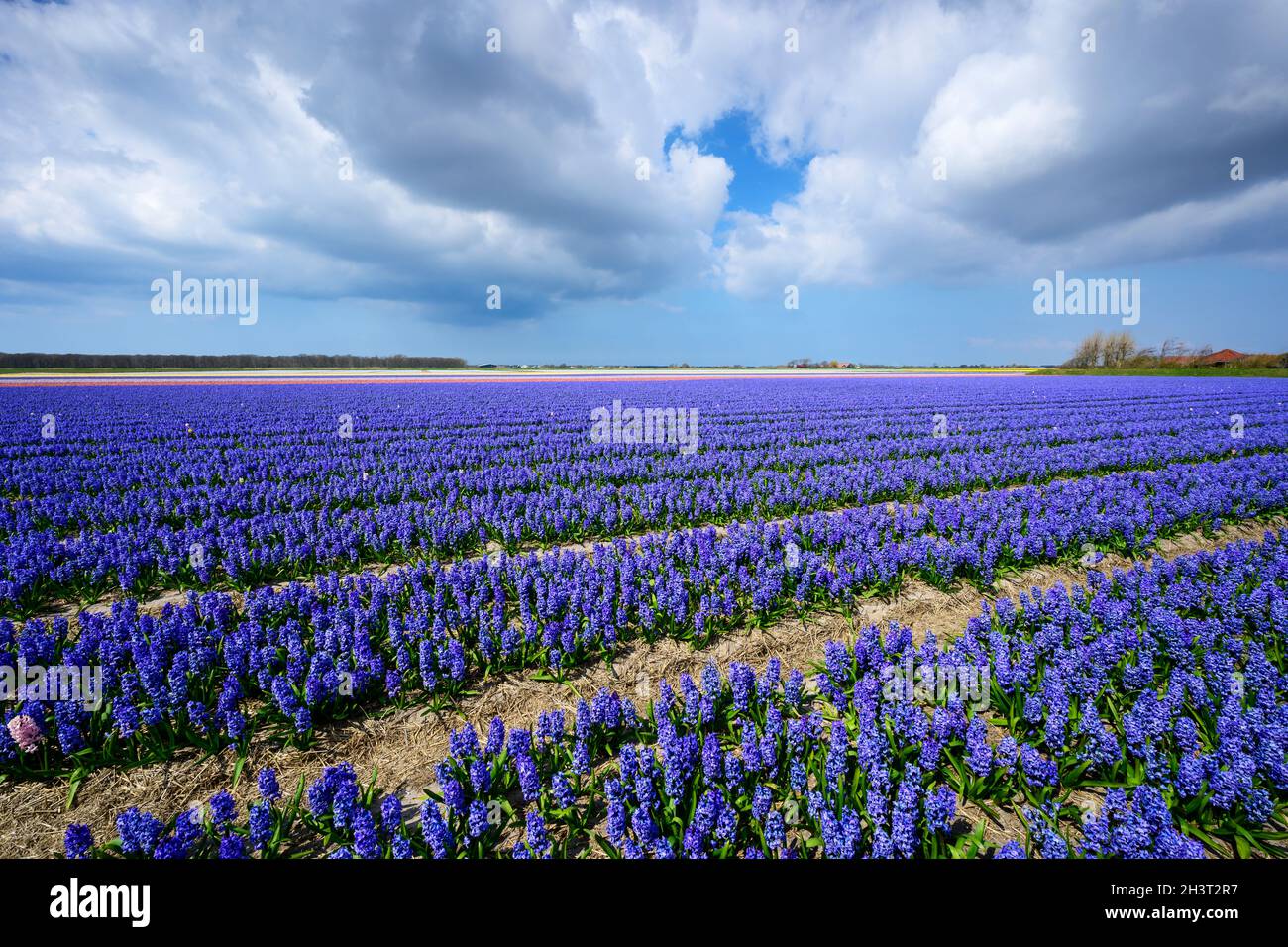 Hyacinth flower field in spring with cloudy sky at North holland ...