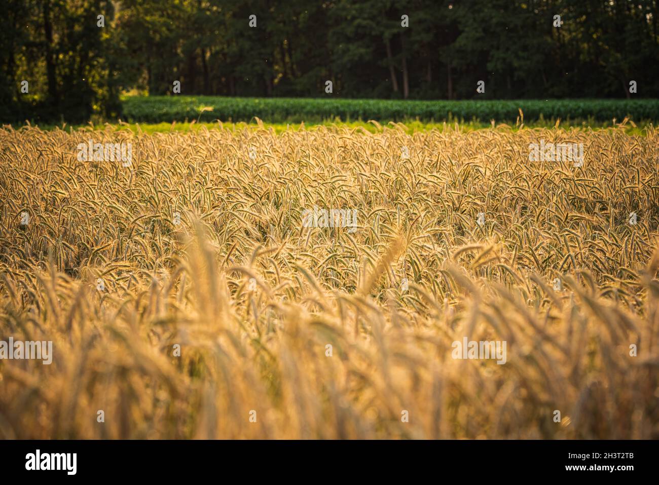 Grain shoot hi-res stock photography and images - Alamy