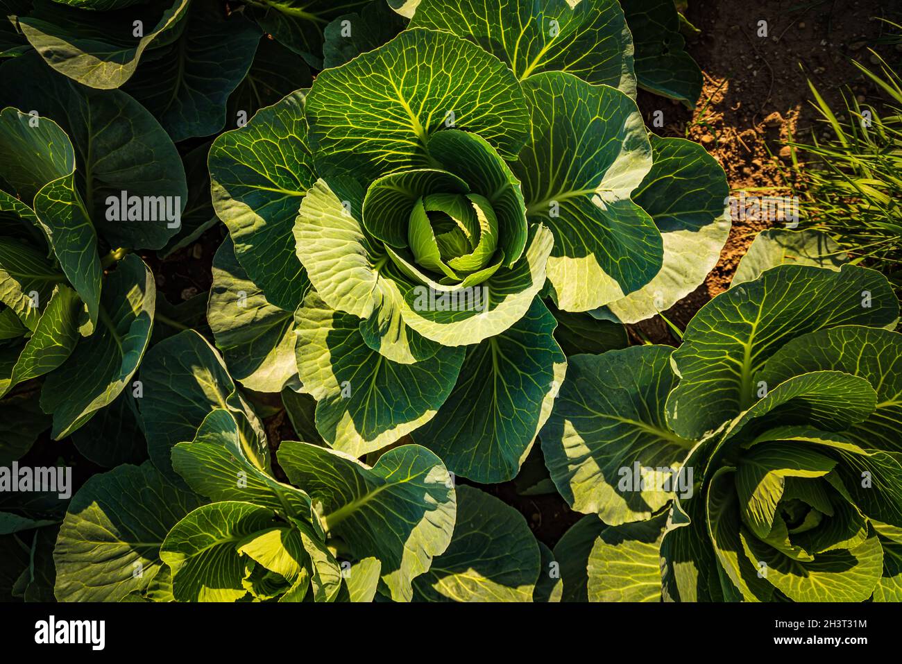 Crops of cabbage on a field in Austria summer Stock Photo - Alamy