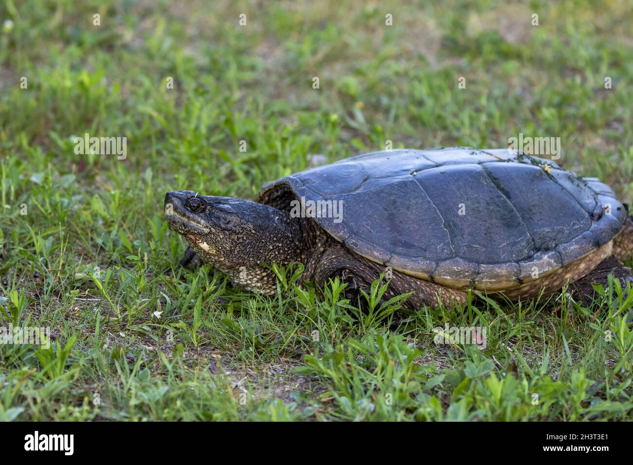 Snapping turtles hi-res stock photography and images - Alamy