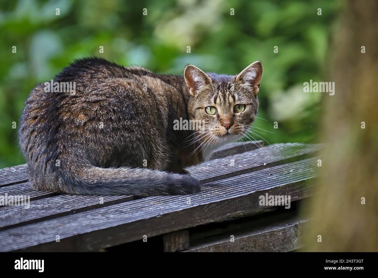 Domestic cat (Felis catus Stock Photo - Alamy