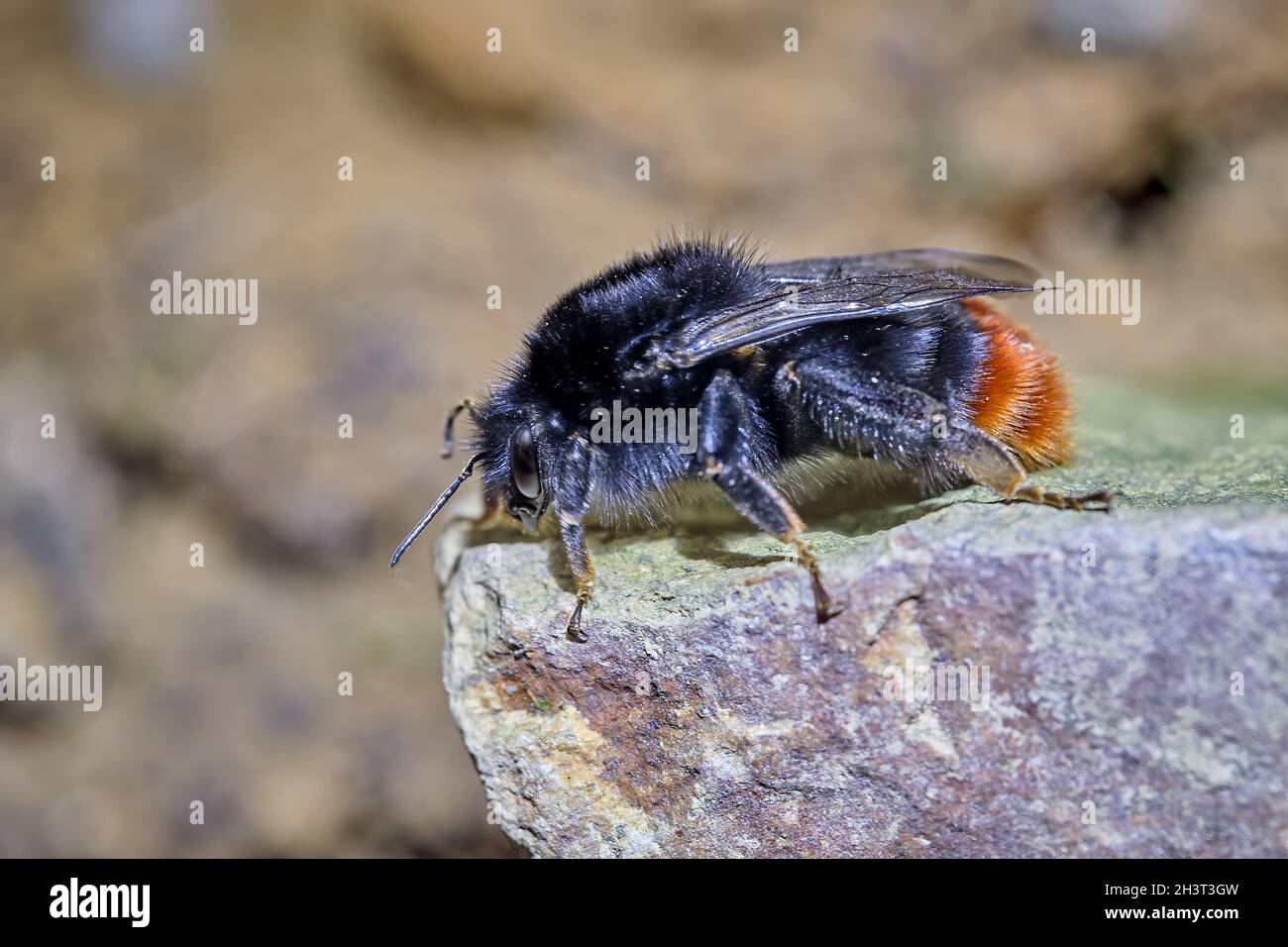 Stone bumblebee (Bombus lapidarius Stock Photo - Alamy