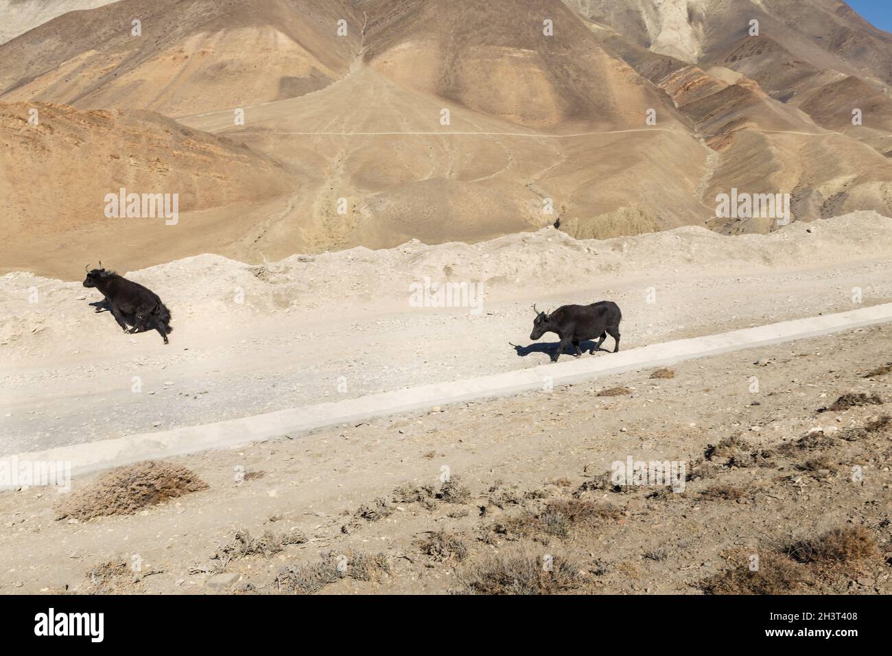Two dzo are walking along the road in the Himalayas. dzo is a hybrid ...