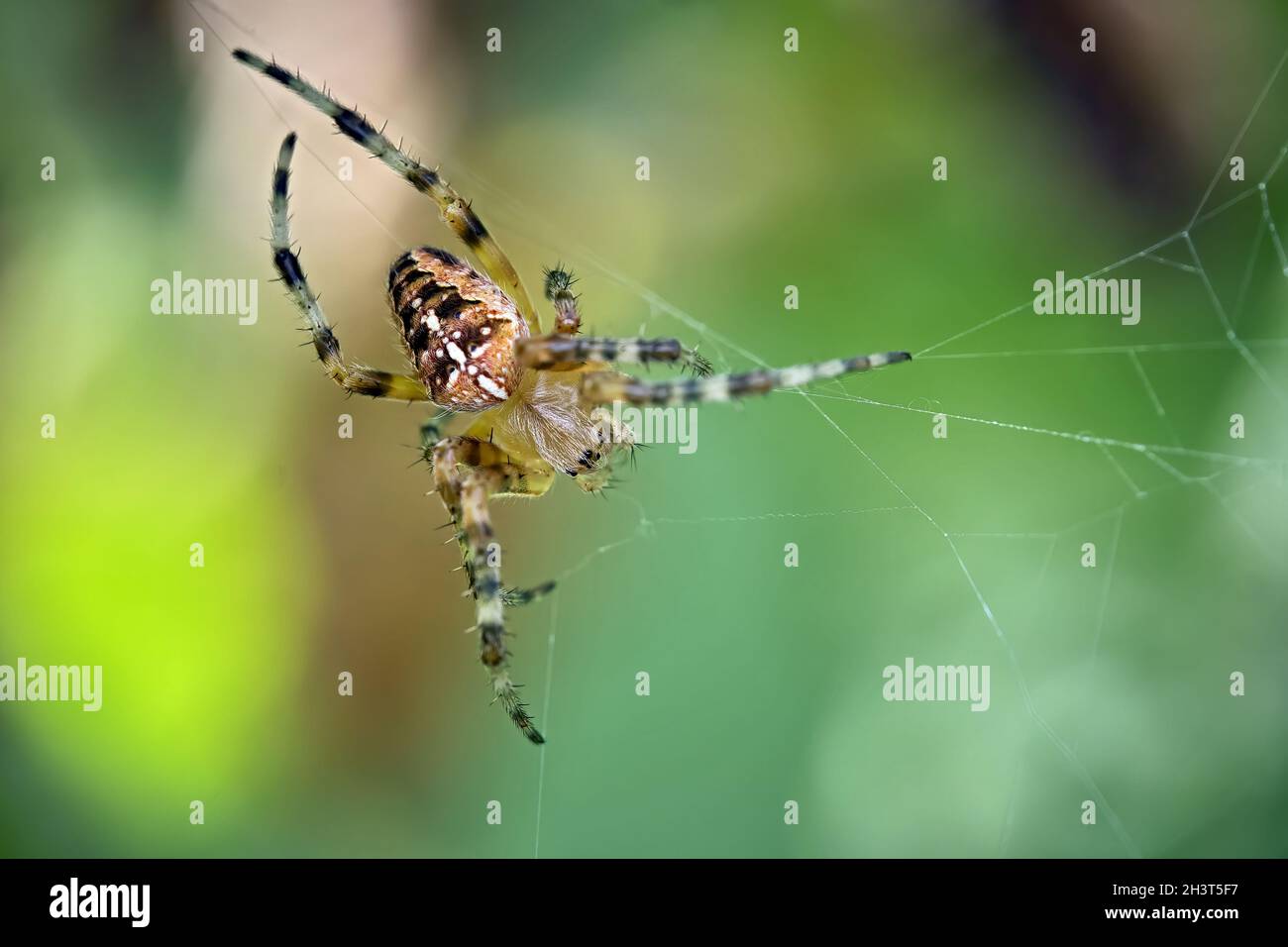 Garden spider ( Araneus diadematus Stock Photo - Alamy