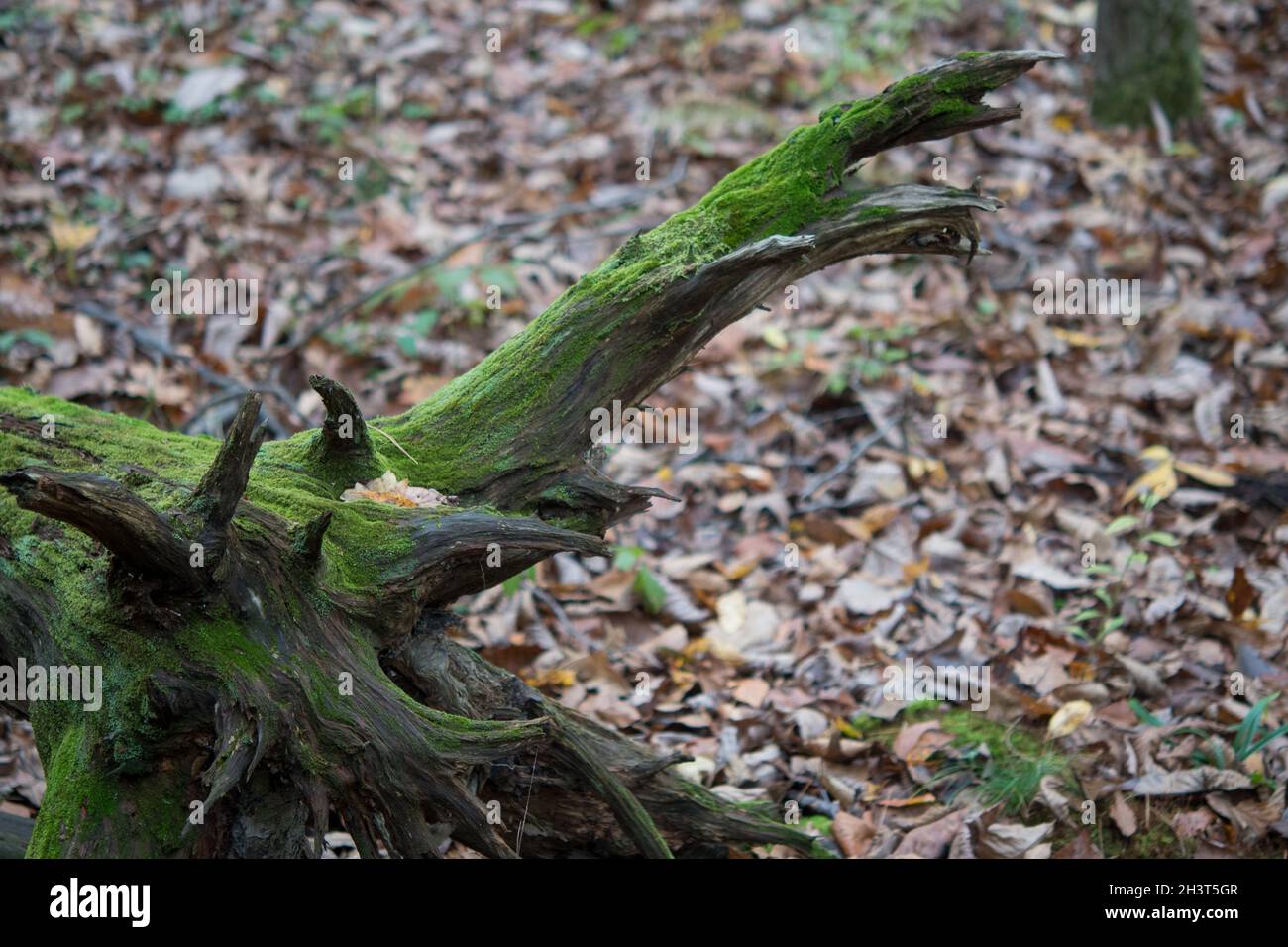 Moss covered fallen tree Stock Photo - Alamy