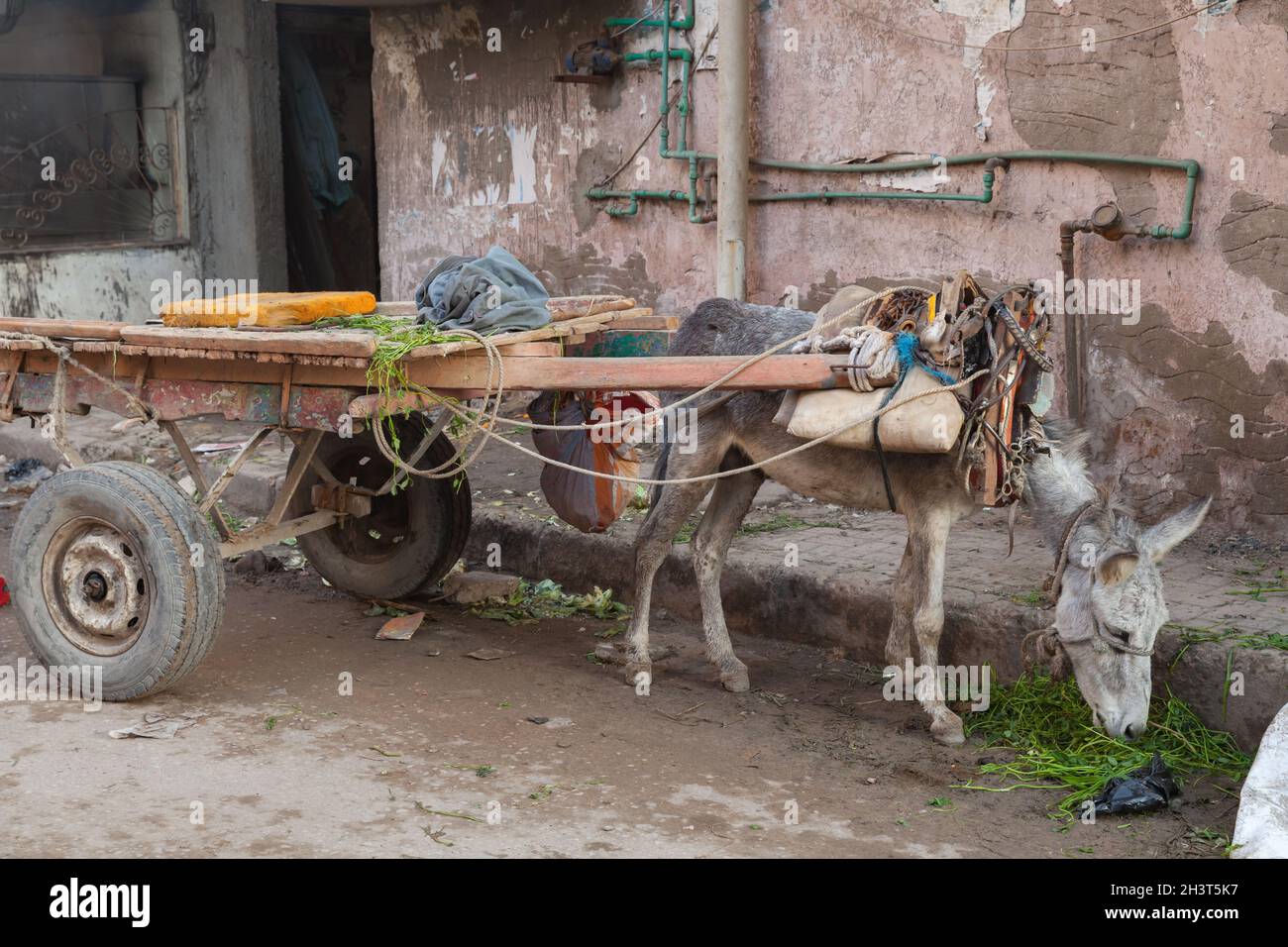 Skinny donkey hi-res stock photography and images - Alamy
