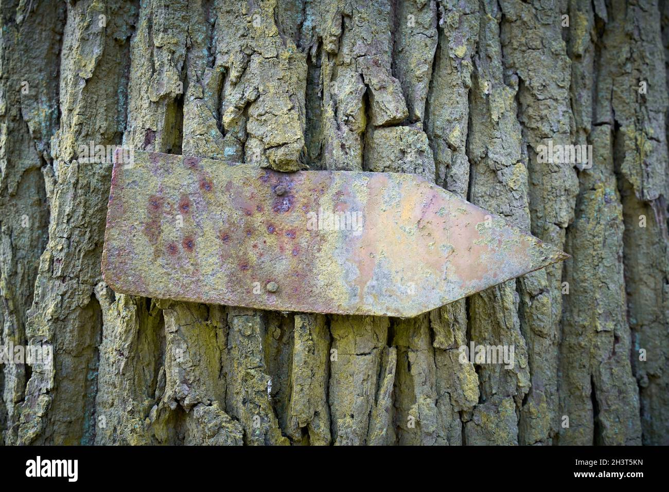 Empty rusty sign as a signpost with text space on a tree Stock Photo ...