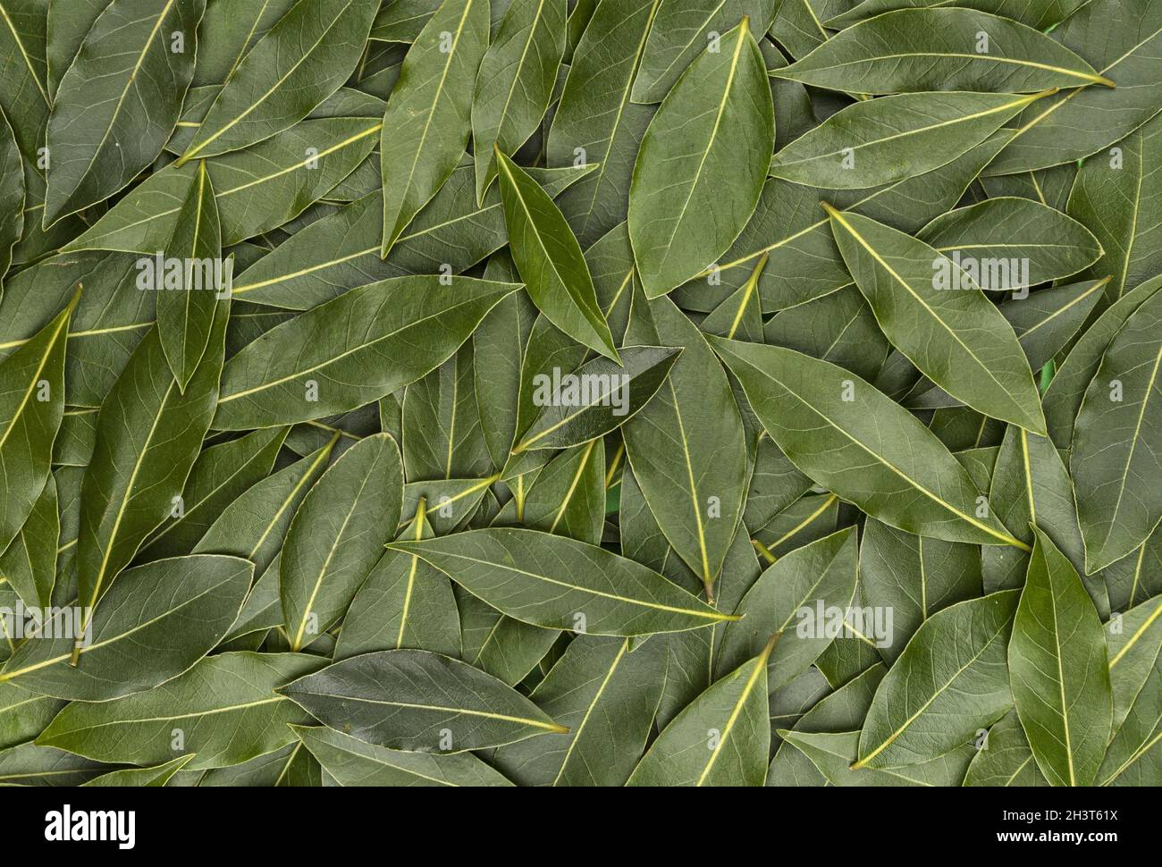 Bay leaves texture, background made of laurel leaves Stock Photo - Alamy