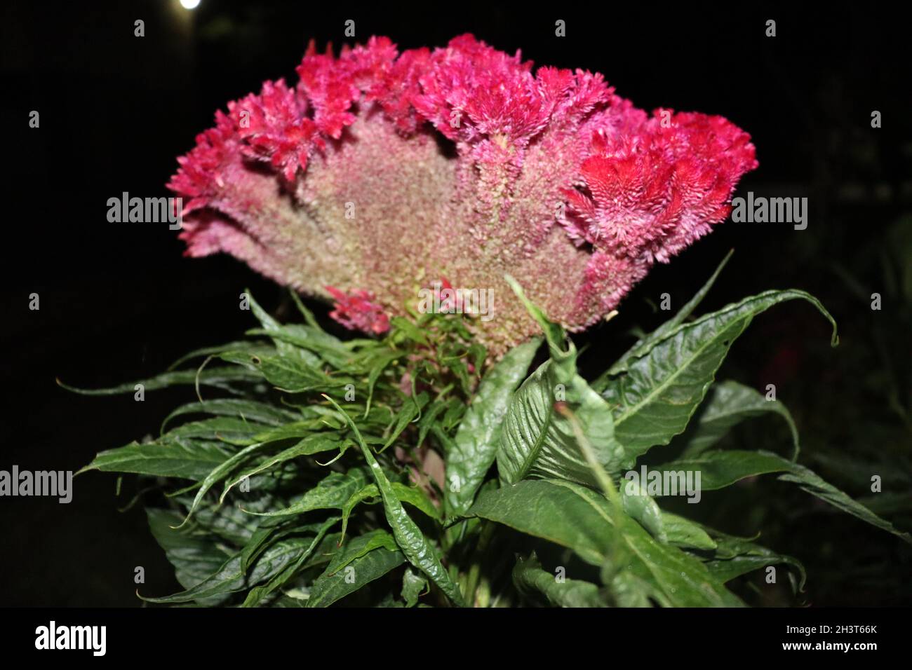 Velvet flower hi-res stock photography and images - Alamy