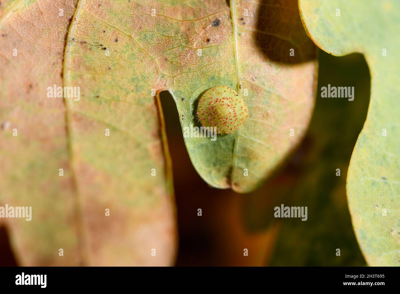 Common spangle gall wasp visible on an oak leave from the UK England ...