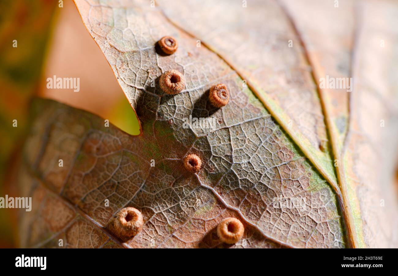 Silk button gall wasp on a Oak leaf in the UK England Stock Photo - Alamy