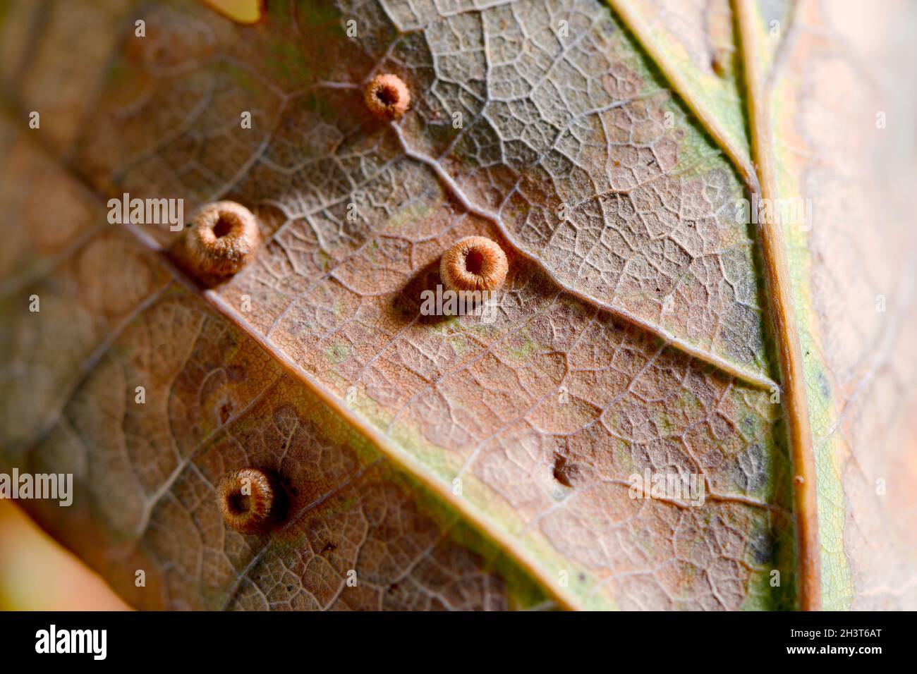 Silk button gall wasp on a Oak leaf in the UK England Stock Photo - Alamy