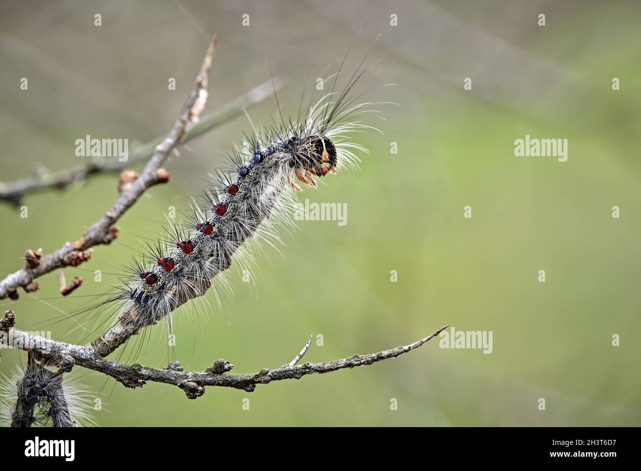 Gypsy moth caterpillar hi-res stock photography and images - Alamy