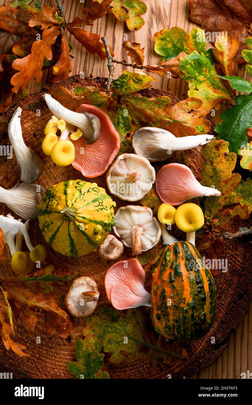Autumnal selection of colourful fungi mushrooms and fruits shot from ...