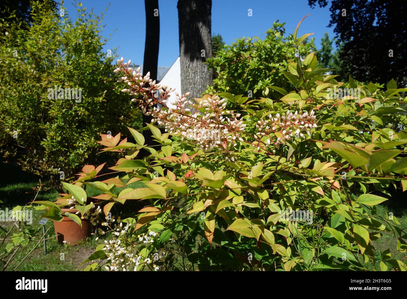 Nandina domestica, heavenly bamboo Stock Photo - Alamy