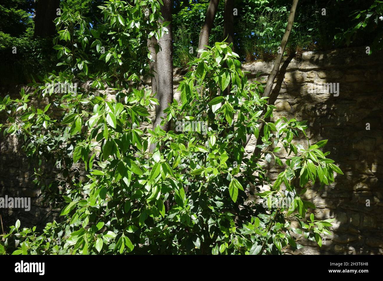 Viburnum tinus, laurustine Stock Photo - Alamy