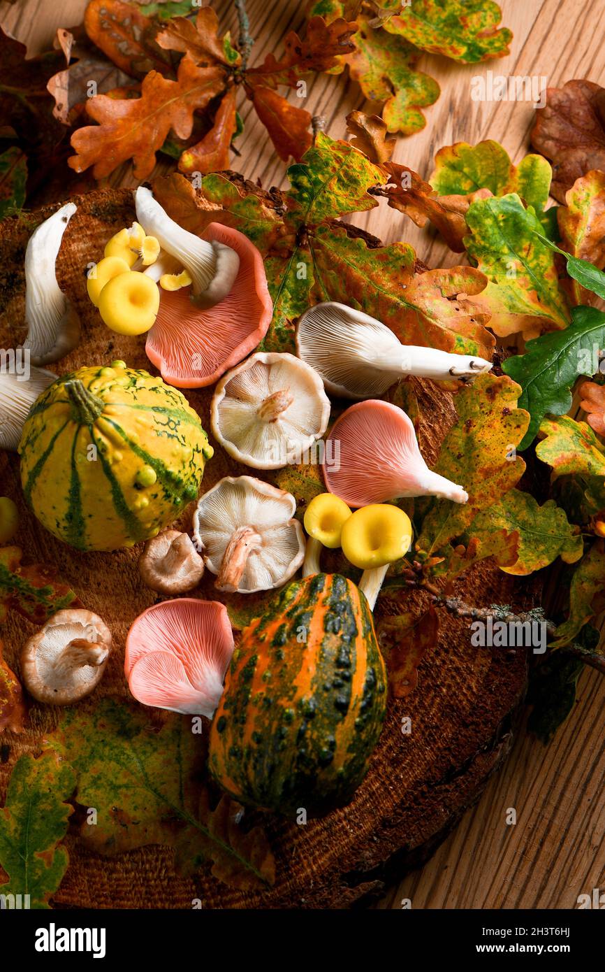 Autumnal selection of colourful fungi mushrooms and fruits shot from ...