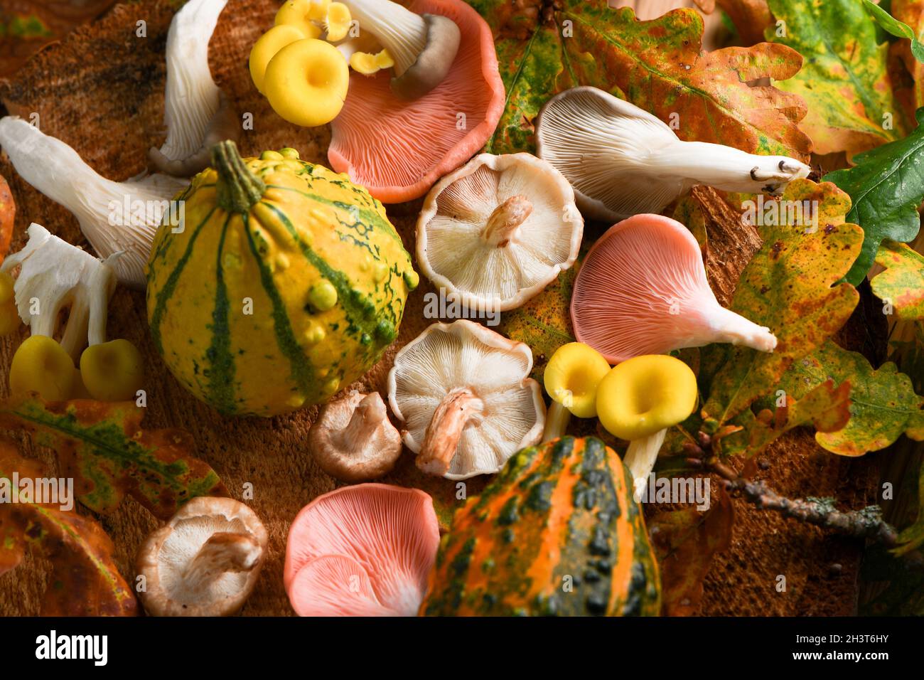 Autumnal selection of colourful fungi mushrooms and fruits shot from ...
