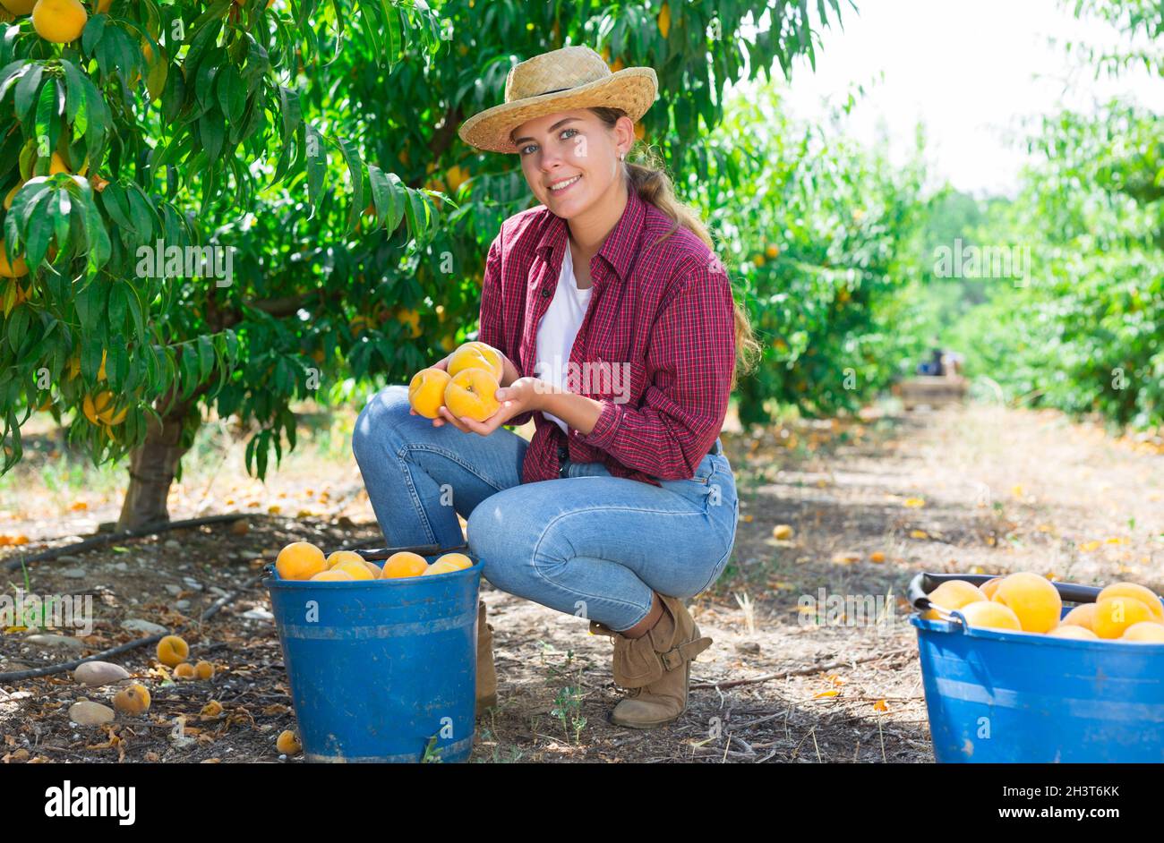 Italian peach tree hi-res stock photography and images - Alamy