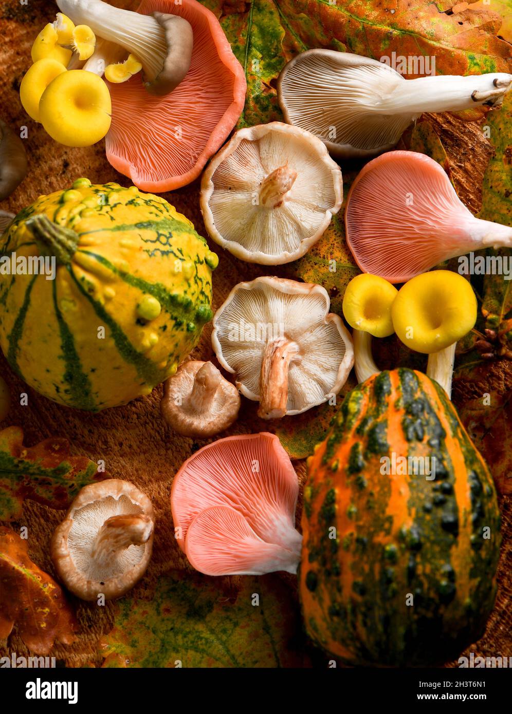 Autumnal selection of colourful fungi mushrooms and fruits shot from ...