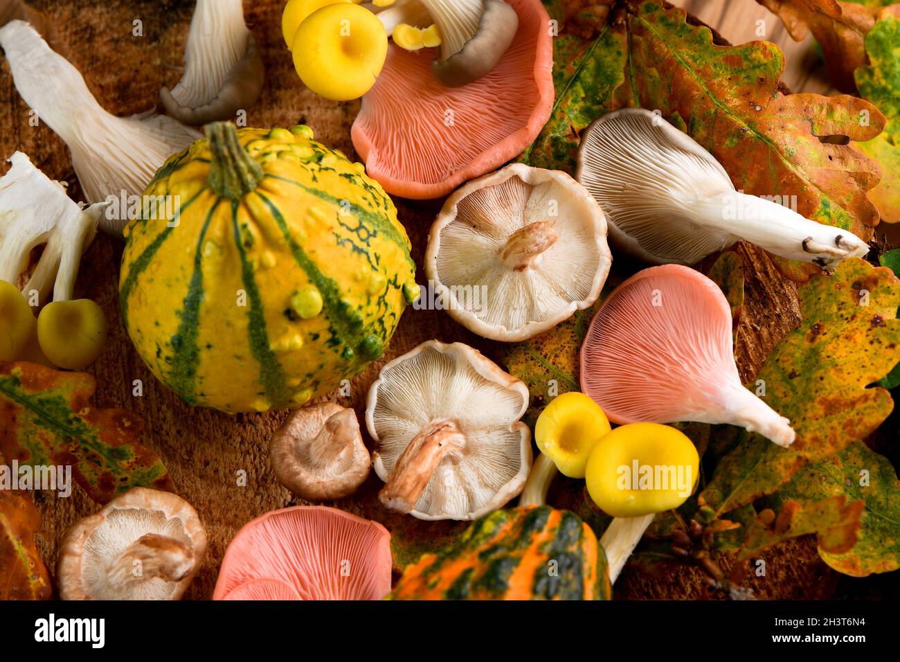 Autumnal selection of colourful fungi mushrooms and fruits shot from ...