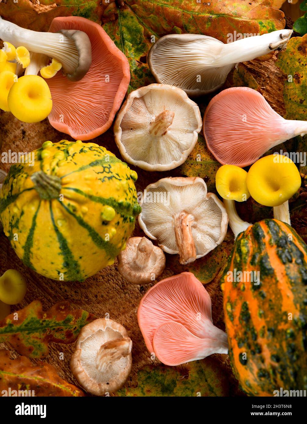 Autumnal selection of colourful fungi mushrooms and fruits shot from ...