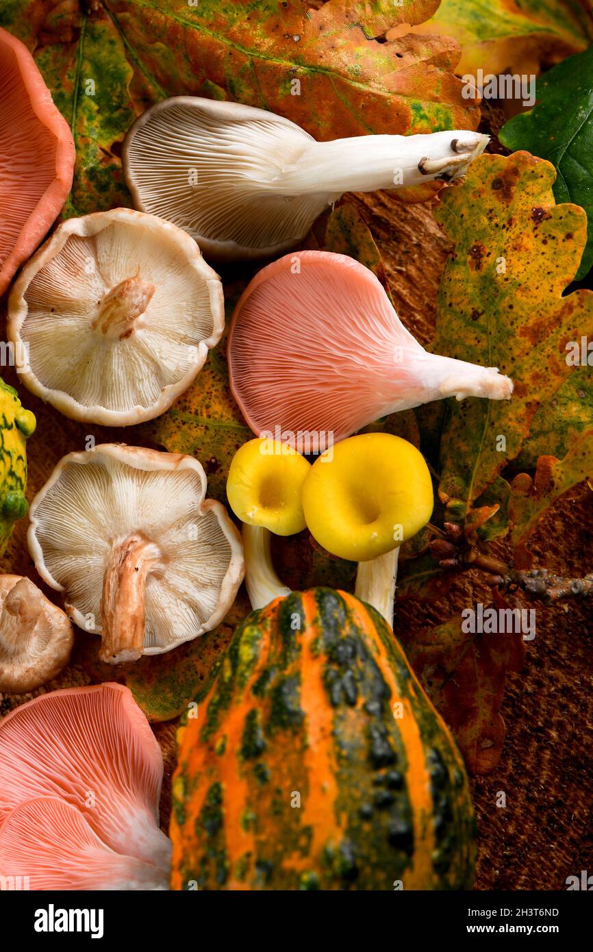Autumnal selection of colourful fungi mushrooms and fruits shot from ...
