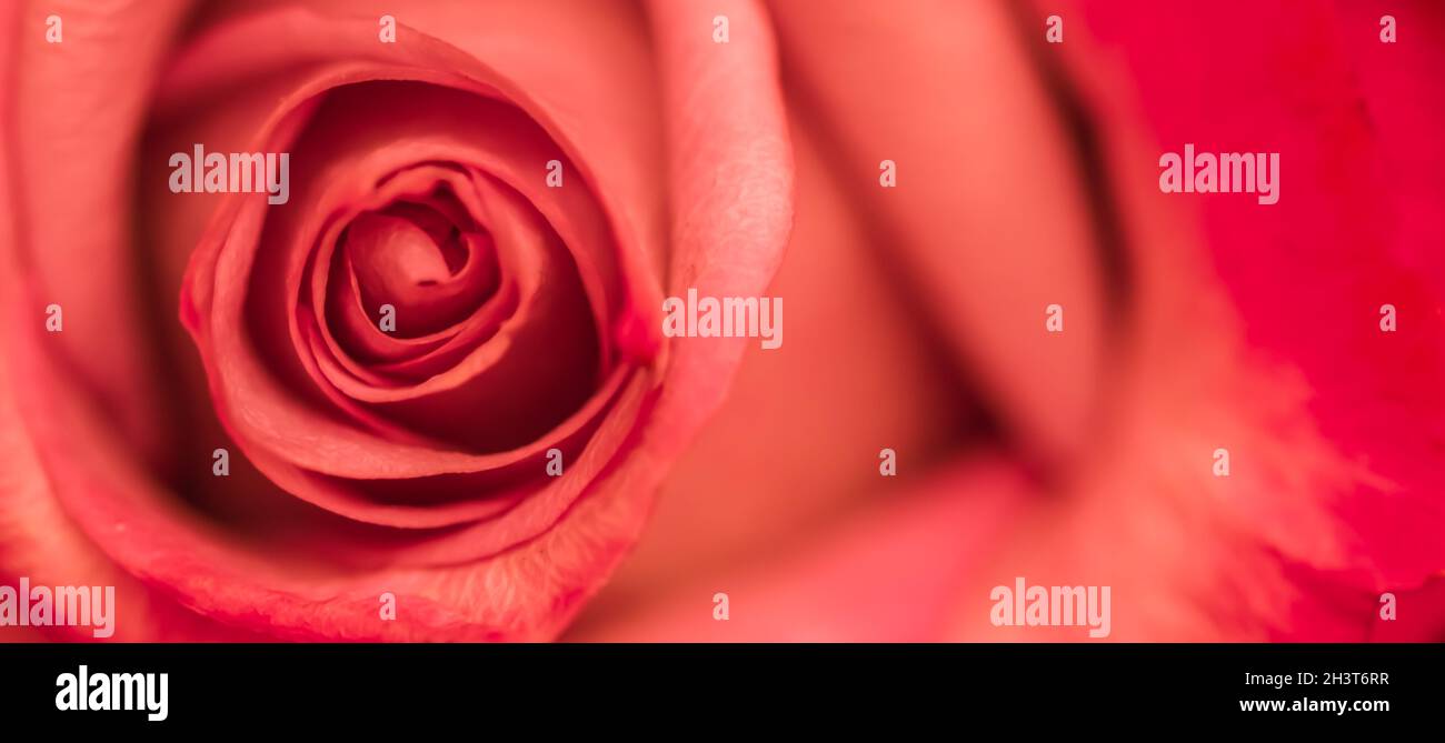 Soft focus, abstract floral background, red rose flower. Macro flowers ...