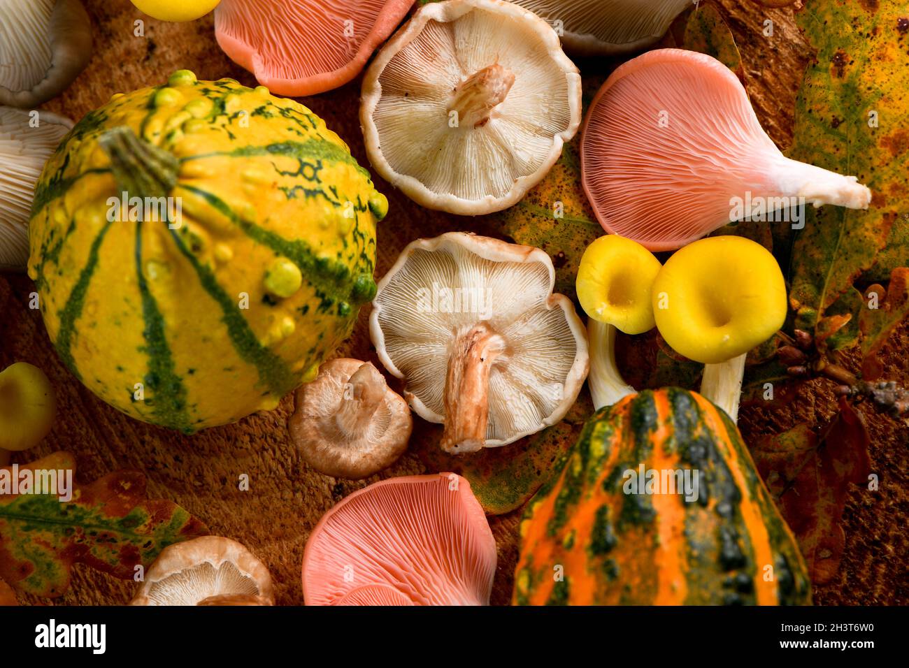 Non edible mushrooms hi-res stock photography and images - Alamy