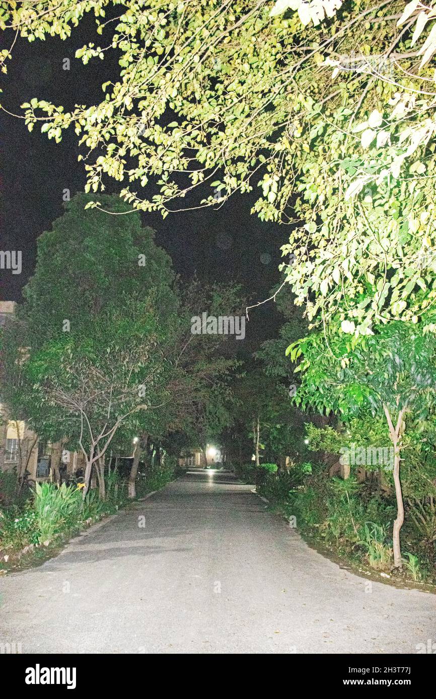 PATH SURROUNDED BY TREES IN NIGHT VIEW PHOTOGRAPHY IN MID NIGHT Stock ...