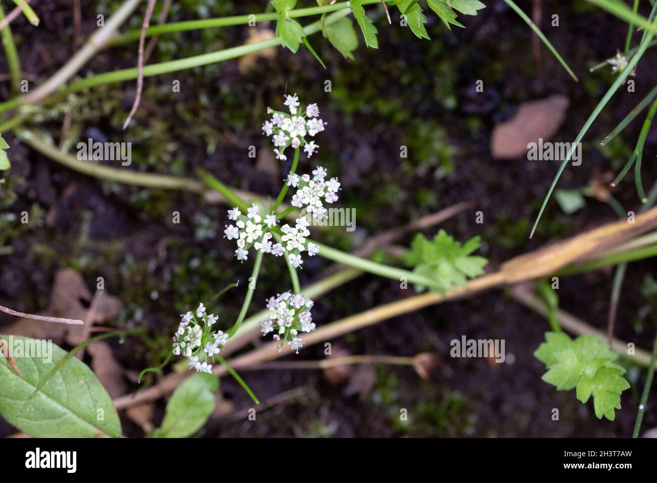 Creeping Marshwort (Apium repens) at one of its few British sites in ...