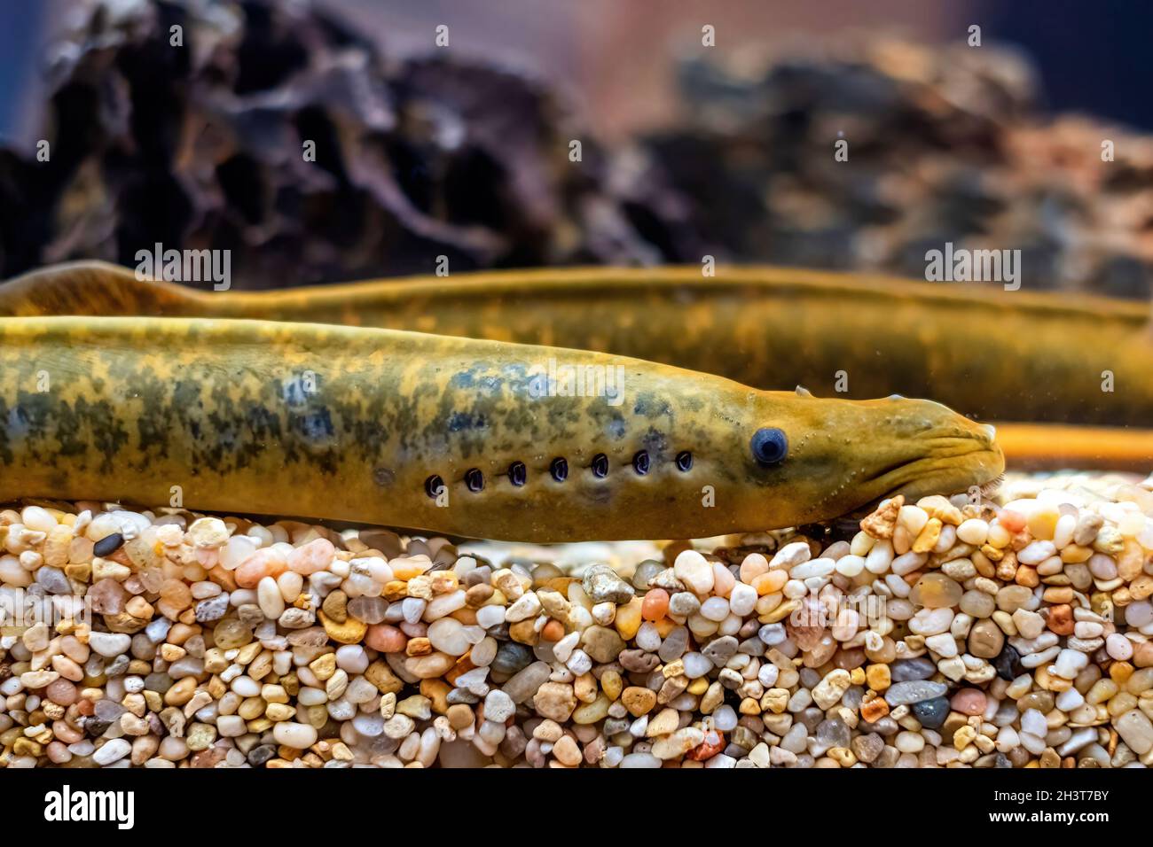 Giant Lamprey Fish