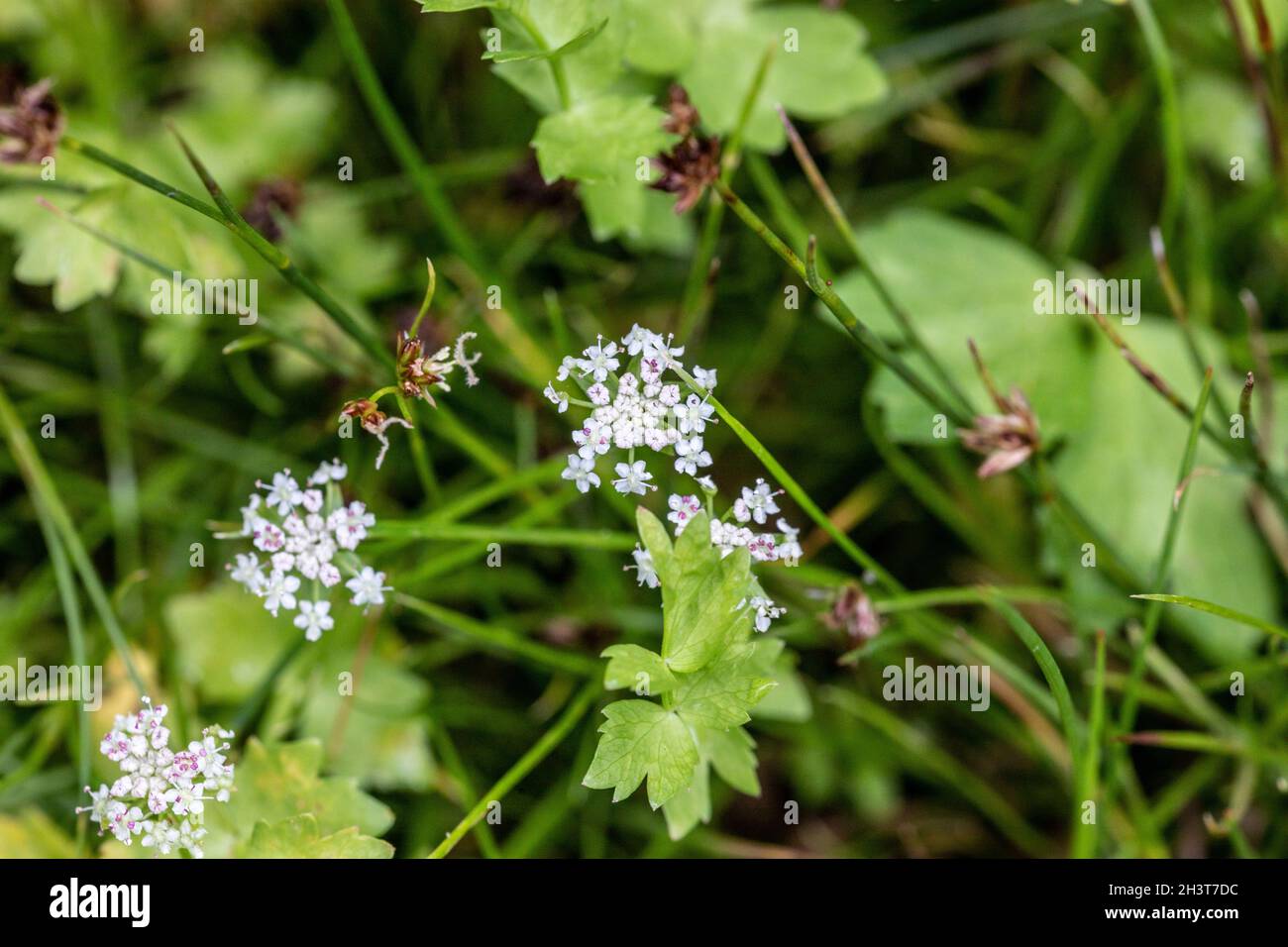 Creeping Marshwort (Apium repens) at one of its few British sites in ...