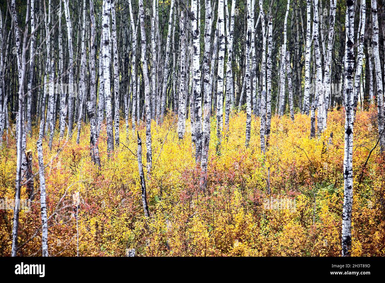 Aspen trees fall colors hi-res stock photography and images - Alamy